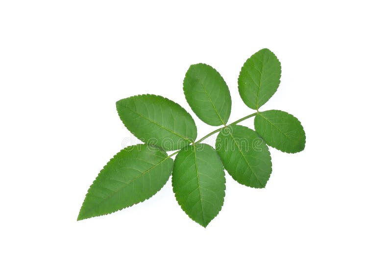 Rose Leaves Isolated on White Background Stock Image - Image of ...
