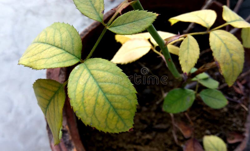 Rose leaves stock photo. Image of planted, plant, nature - 108108404