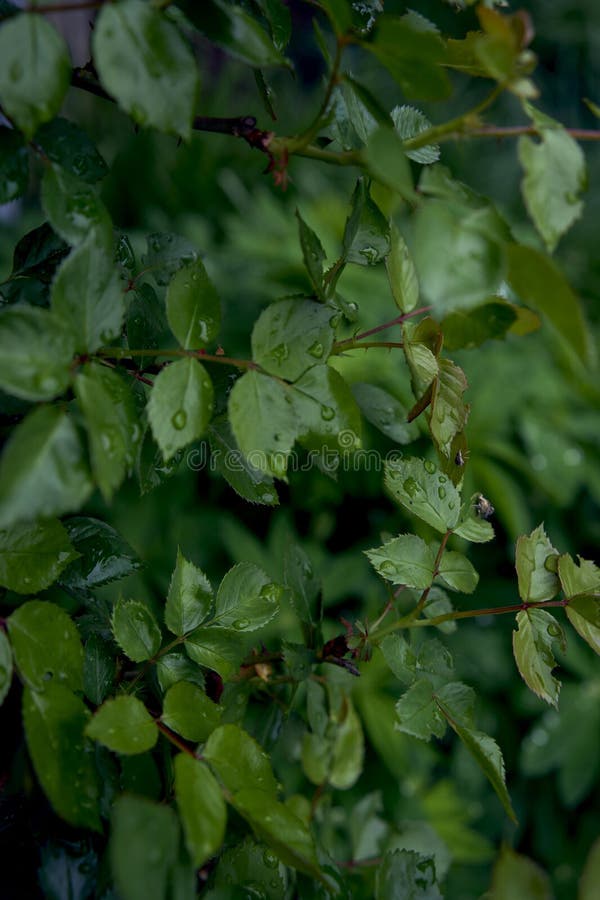 Rose Leaves with Raindrops, Smartphone Background Stock Image - Image ... Rose Leaves with Raindrops, Smartphone Background Stock Image - Image ...