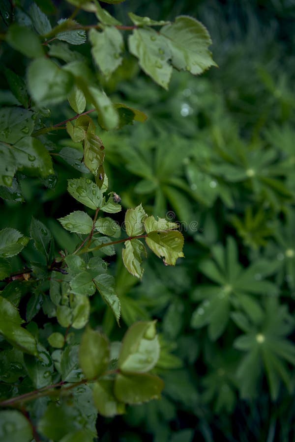Rose Leaves with Raindrops, Smartphone Background Stock Photo - Image ... Rose Leaves with Raindrops, Smartphone Background Stock Photo - Image ...