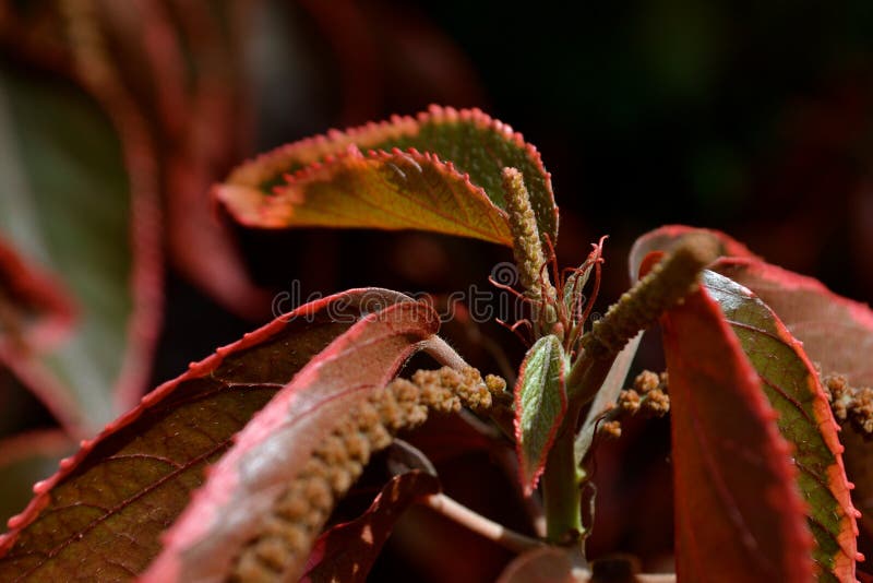 Rose leaves red stock image. Image of closeup, garden - 42323279