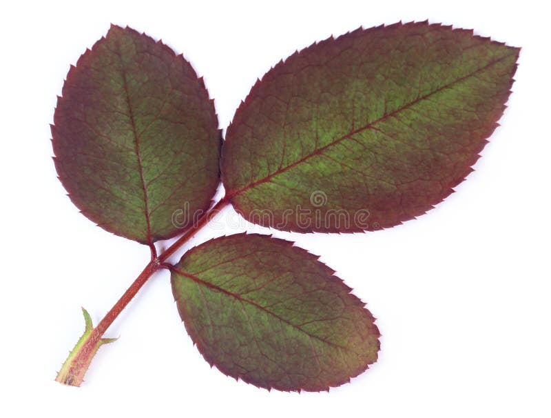 Rose leaves stock photo. Image of green, tender, closeup - 42642428