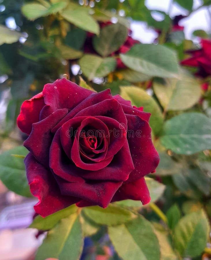 Rose Light Colors Beautiful Stock Image - Image of plant, light: 241154567