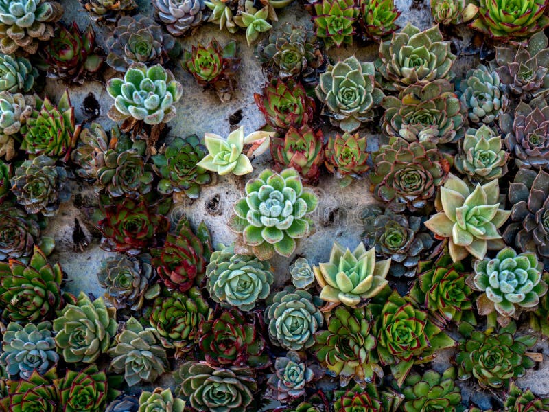 Rose-like Cactus Attached To the Water-absorbing Material Stock Photo ...