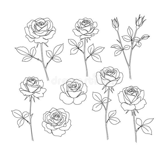 Rose Line Art Vector Illustrations Set Stock Vector - Illustration of ...