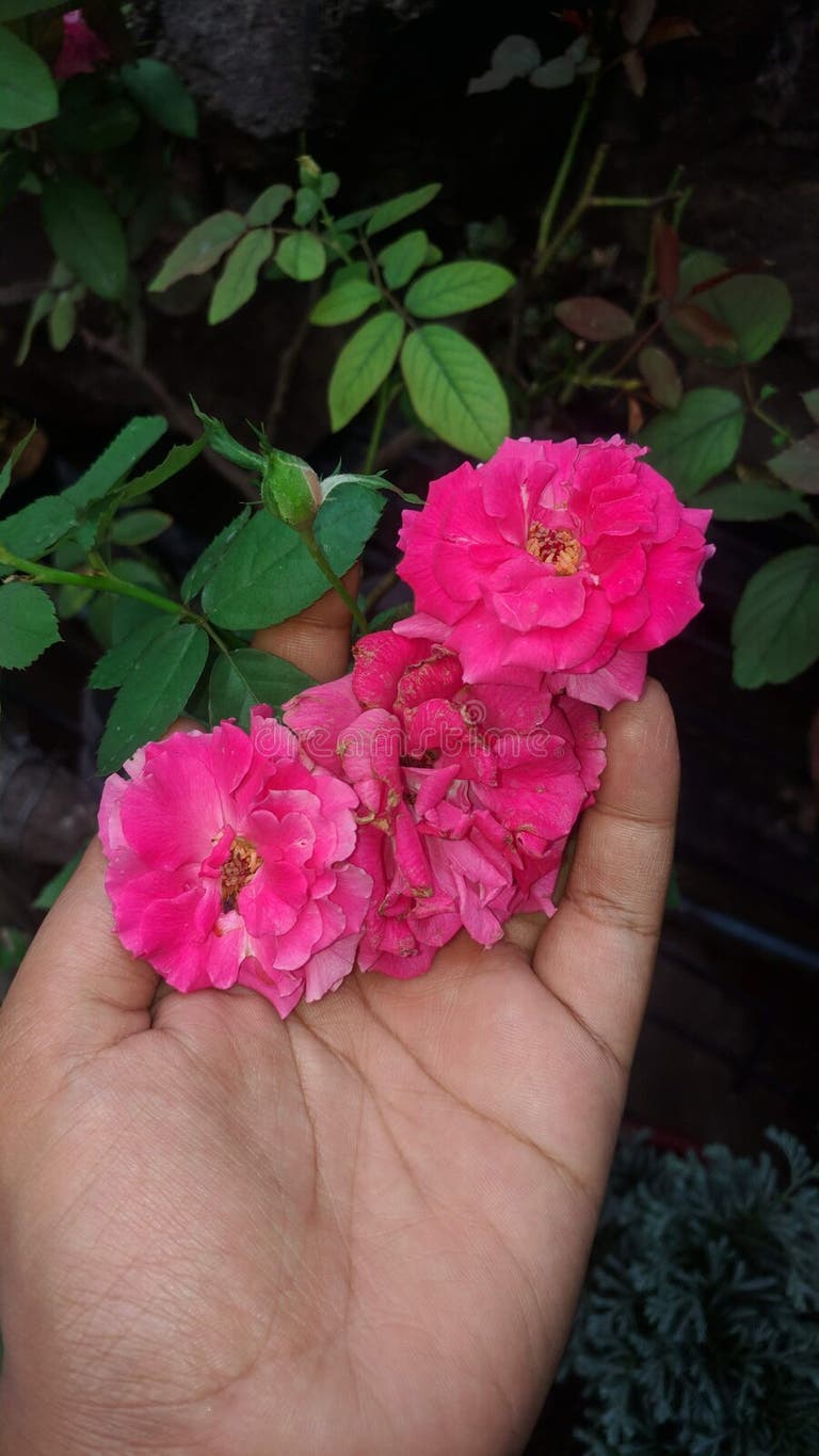 Jennie Rose Wallpaper Stock Photos - Free & Royalty-Free Stock Photos ...