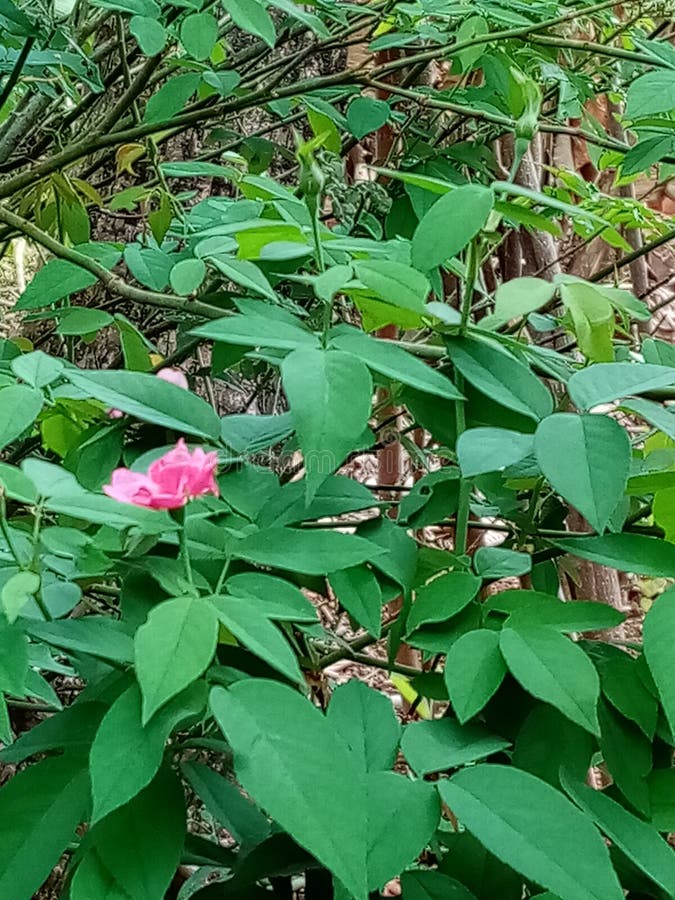 A Rose live in the thorn stock image. Image of lives - 176914175