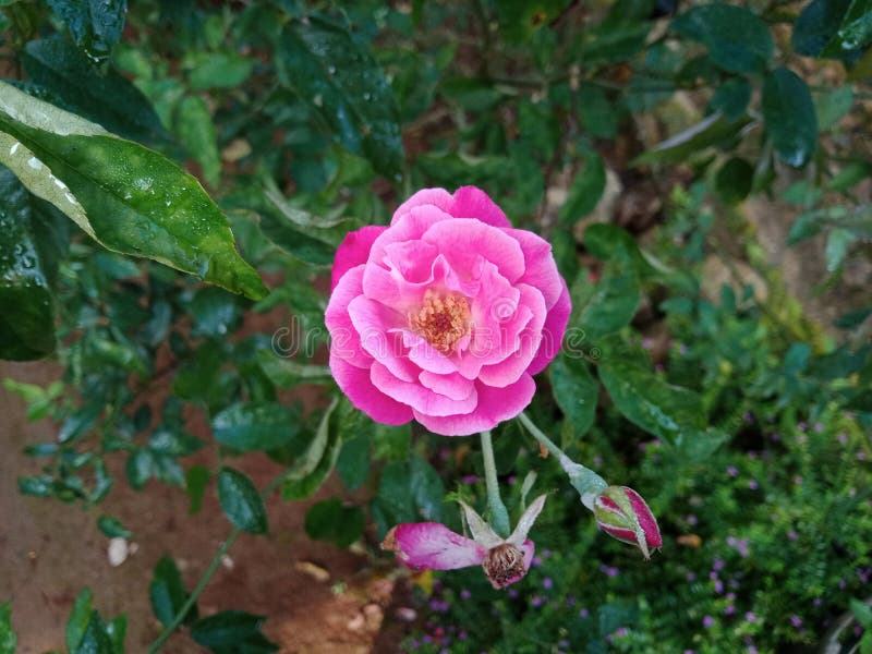 Rose Look Beautifull in the Morning Stock Image - Image of flower ...