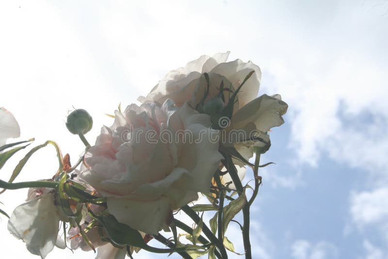Rose Looking Upwards stock image. Image of skywards, flower - 96147253