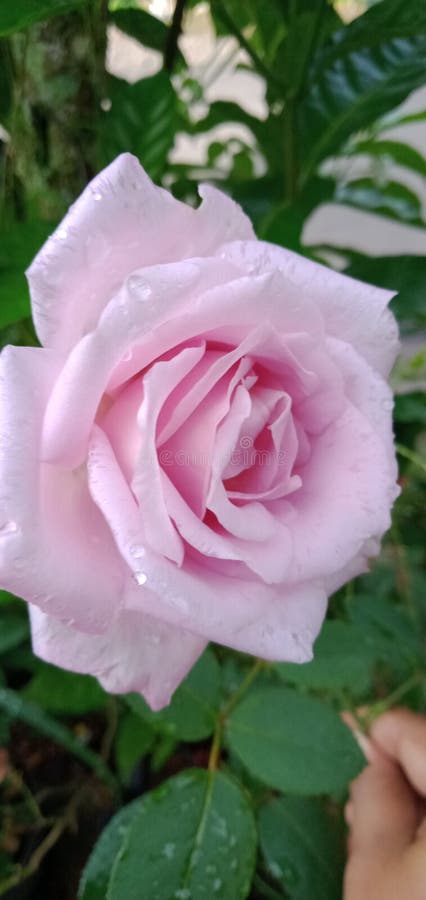 This Rose looks very Fresh stock photo. Image of petal - 241114978