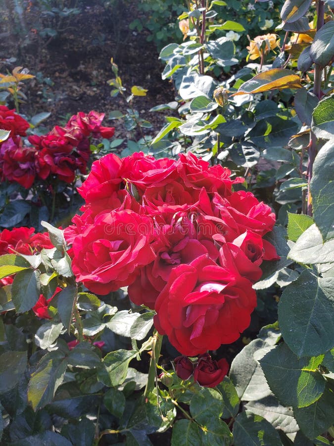 Rose of love stock photo. Image of bush, rose, bright - 122000912