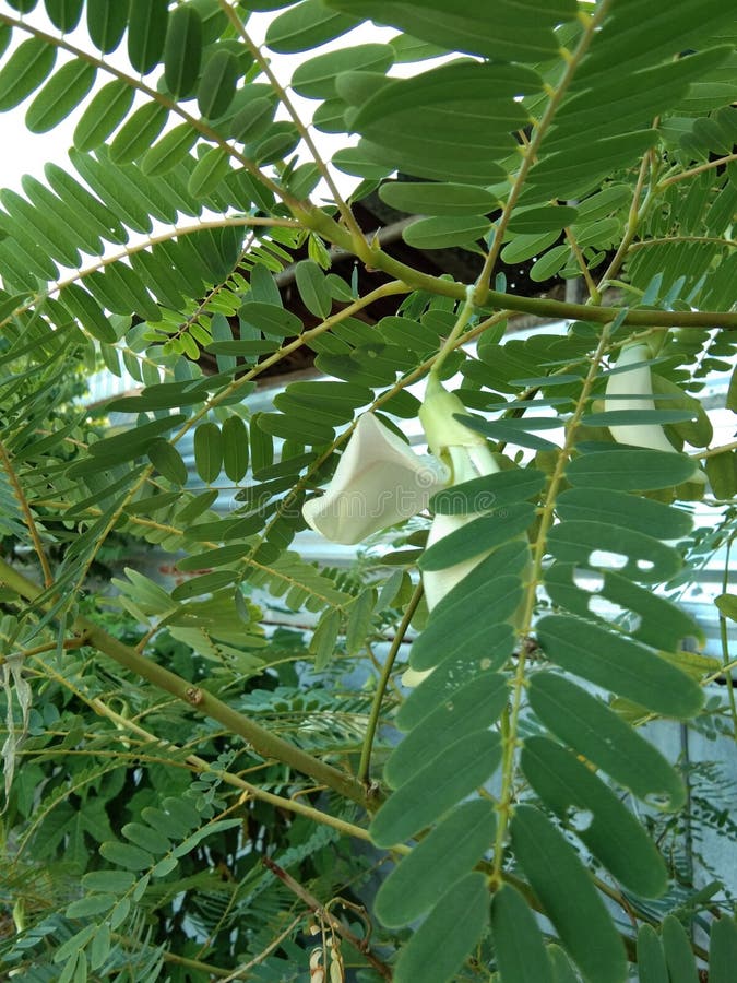Rose Love Flower Beloved Tree Stock Image - Image of flower, beloved ...