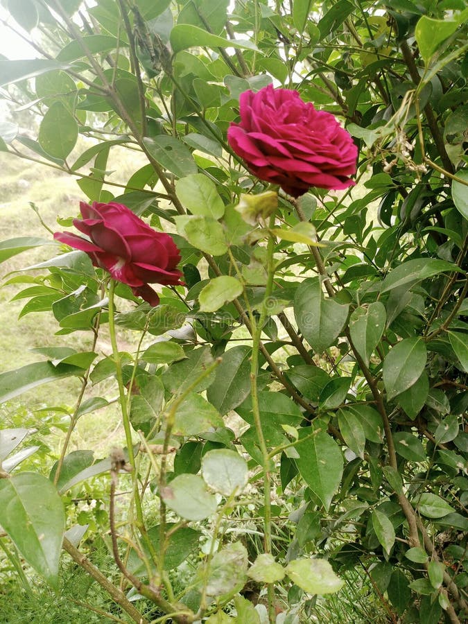 Rose Love Nature Beauty Colours Stock Image - Image of colours, nature ...