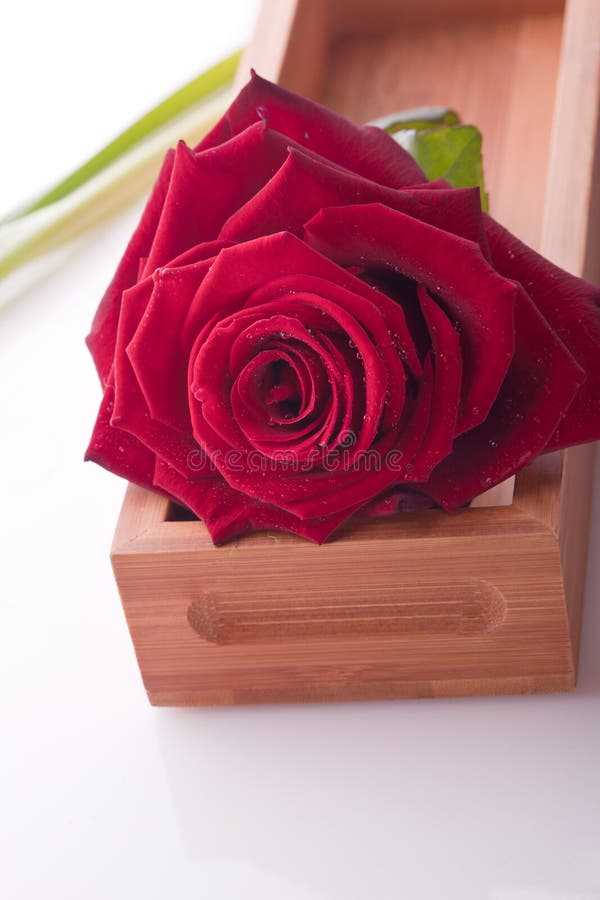 Rose for Love Wedding and Valentine Stock Image - Image of beauty ...