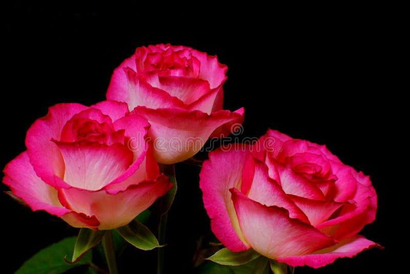 Rose stock photo. Image of warm, rose, nature, pink, color - 57943700