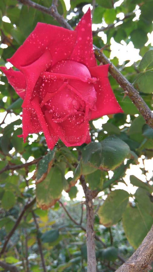 Rainy rose leaves stock photo. Image of leaf, drops, damp - 1179236