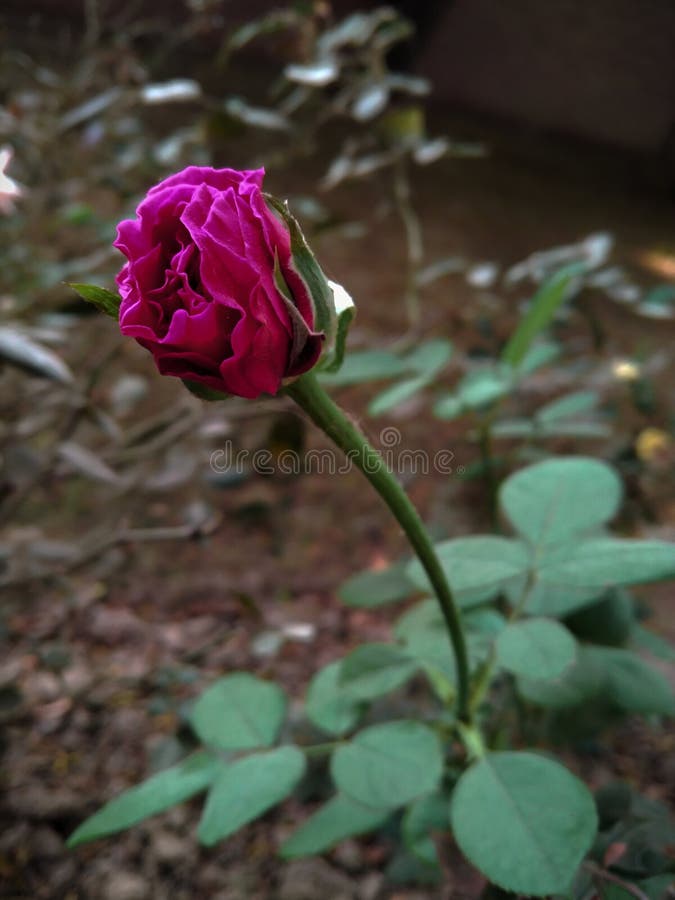 Rose lover stock photo. Image of nature, lover, rose - 272009496