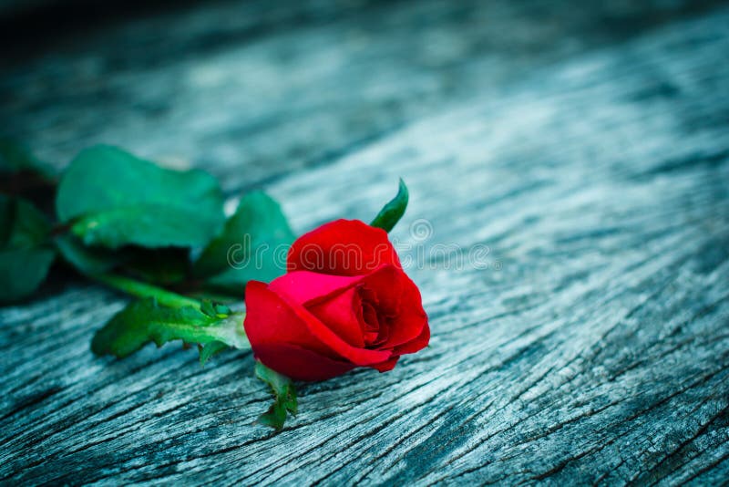 Rose Lying Down on a Old Wooden Floor. Stock Image - Image of romance ...
