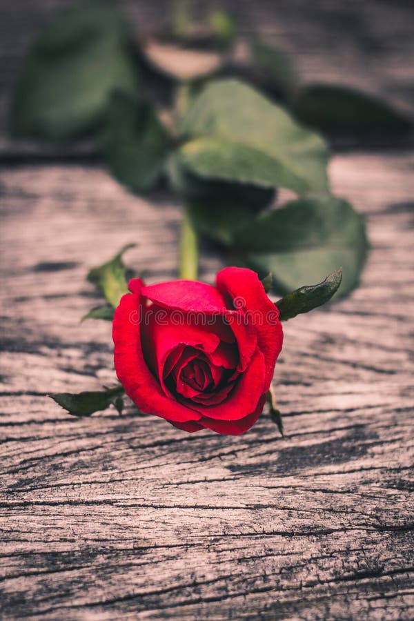 Rose Lying Down Old Wooden Floor Stock Photos - Free & Royalty-Free ...