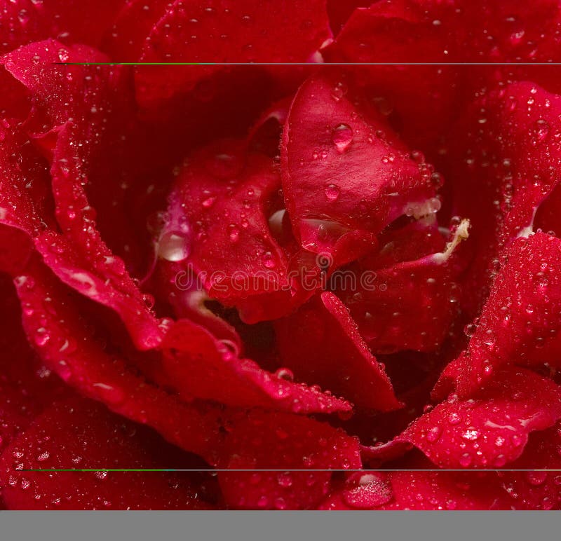 Rose macro stock image. Image of 105mm, flower, canon - 3999651