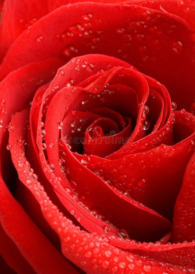 Rose. Macro. stock photo. Image of flowers, gift, celebrate - 7762696