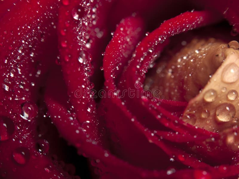 Rose macro stock photo. Image of detail, flower, nature - 9394122