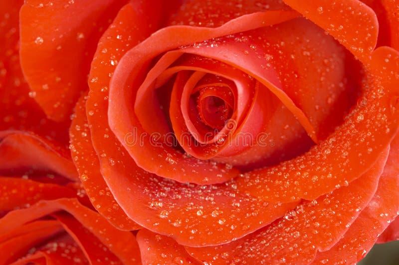 Rose in macro stock photo. Image of flora, congratulation - 971040
