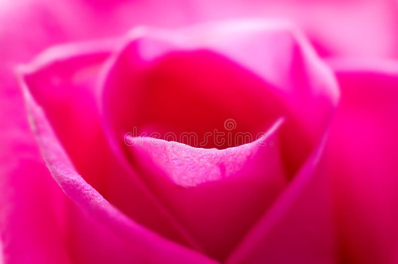 Rose macro stock image. Image of love, closeup, color - 79585657