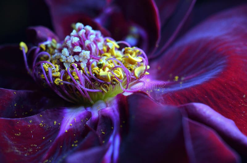 Rose macro stock photo. Image of blue, rose, flower, purple - 51871856