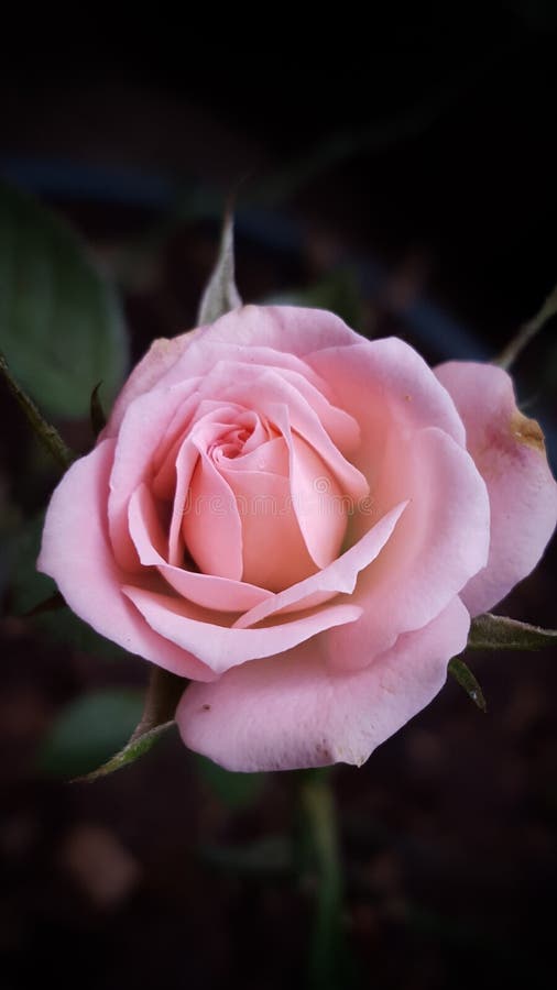 Rose macro perfection stock image. Image of rose, little - 89353963