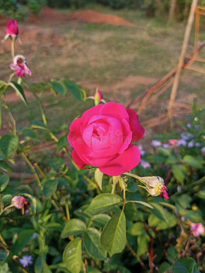 Rose macro photography stock image. Image of peony, pink - 237116561