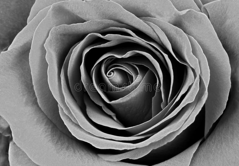 B W Rose Stock Photos - Free & Royalty-Free Stock Photos from Dreamstime