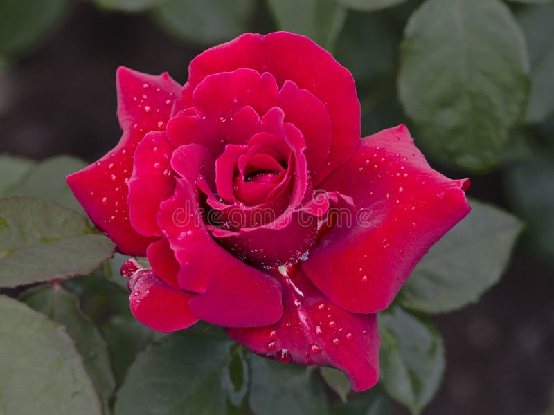 Rose magic scent stock image. Image of happiness, ornamental - 36000295