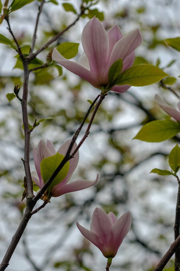 Rose Magnolia Flower Blooming on the Tree Stock Photo - Image of green ...