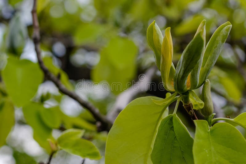 Rose Magnolia Flower Blooming on the Tree Stock Image - Image of growth ...