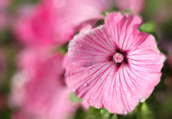 34,747 Mallow Stock Photos - Free & Royalty-Free Stock Photos from ...