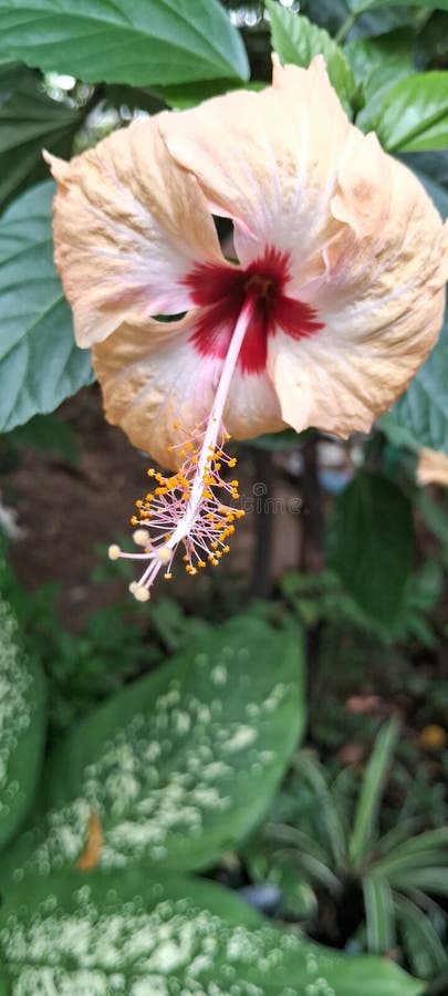 A Rose Mallow Flower ???? : Rose Mallow, is a Vibrant and Large ...