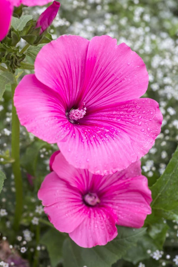 Rose Mallow stock image. Image of deep, malva, ornamental - 39849209