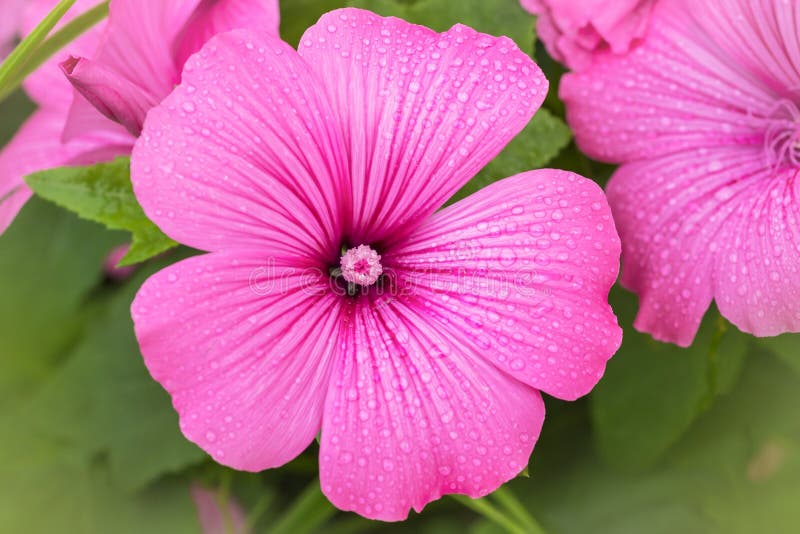Rose Mallow stock photo. Image of closeup, bright, flower - 19652004