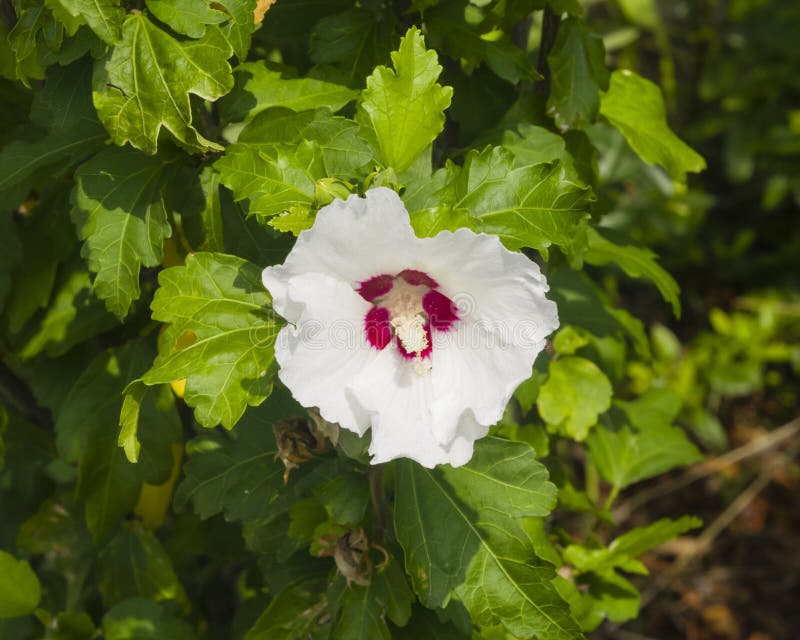 Rose Mallow O Ketmia Sirio Syriacus Del Hibisco Primer De La Flor Con
