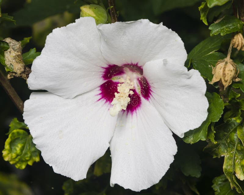 Flor Del Syriacus Del Hibisco Imagen De Archivo Imagen De Detalles