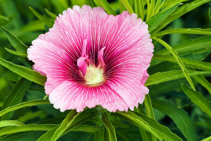 Rose mallow stock photo. Image of spring, flower, detail - 75975574