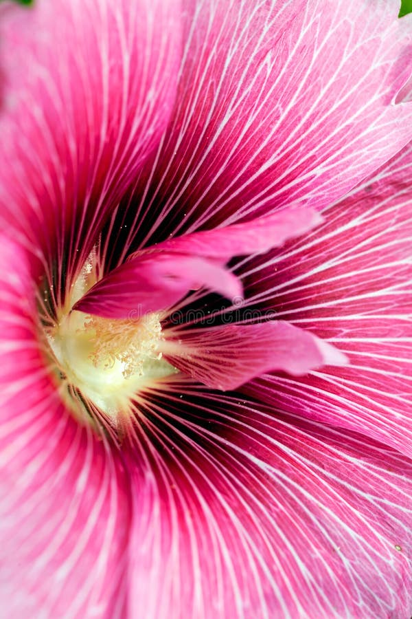Rose mallow stock image. Image of mallow, hollyhock, gardening - 75975585