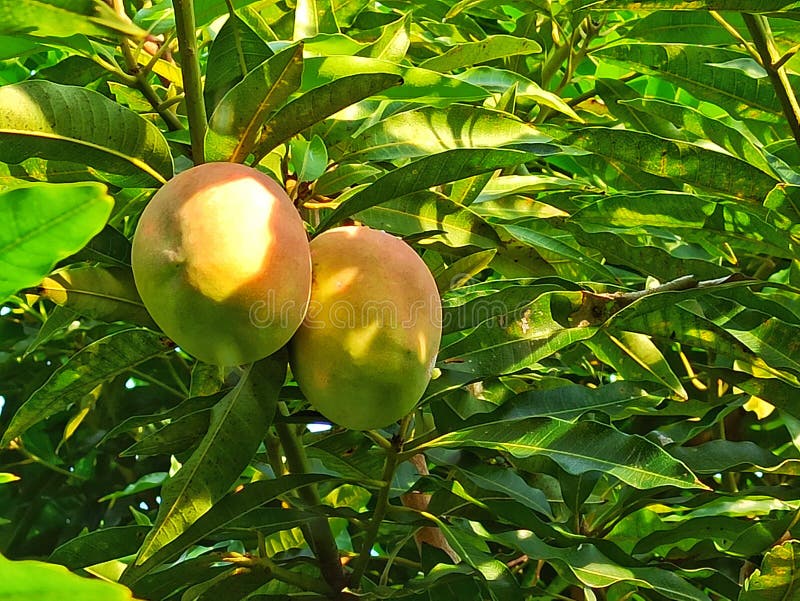 Nelson Gomez Espinoza (Geeknica95) - Photographer profile