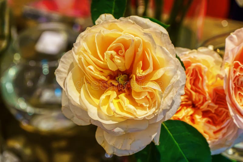 Rose stock image. Image of blooming, flowers, foliage - 134077159