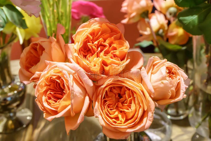 Rose stock image. Image of flower, botany, fresh, breezy - 134225519