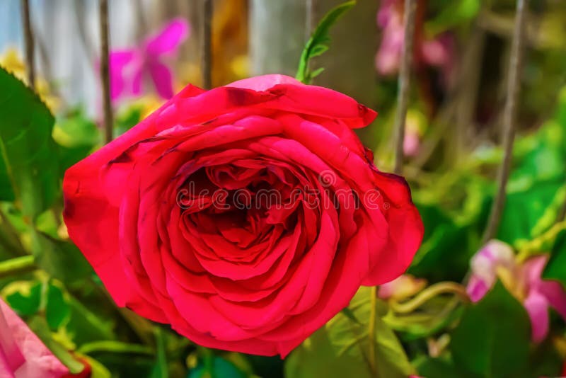 Rose stock image. Image of blossom, flower, tree, roses - 258762793