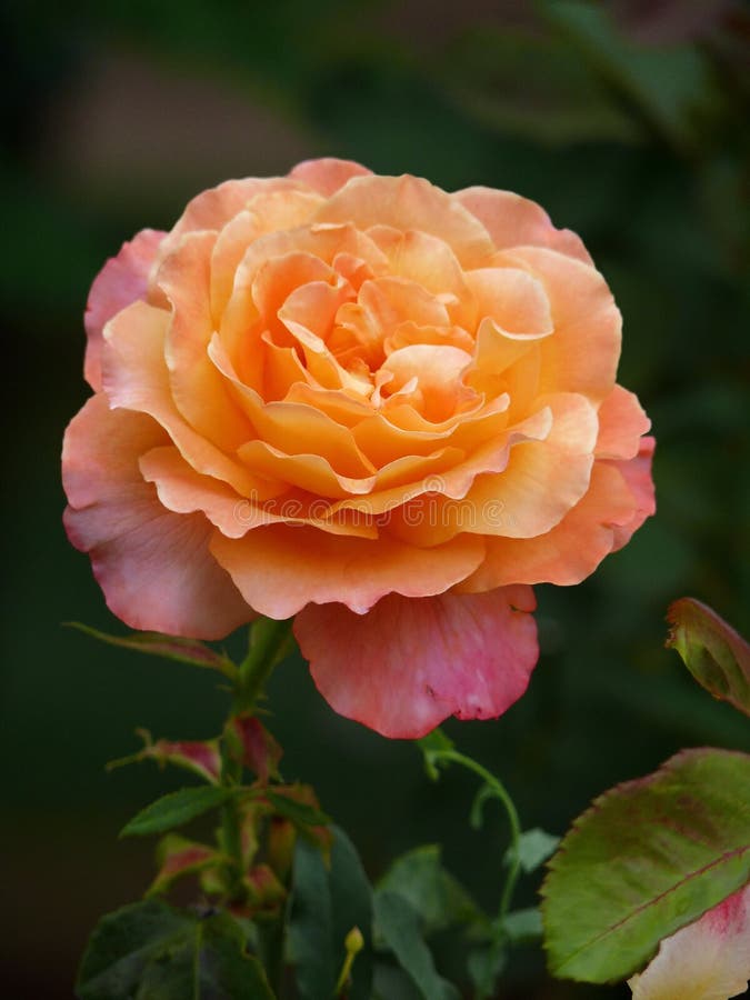 Rose of many colors stock image. Image of rose, single - 36952807