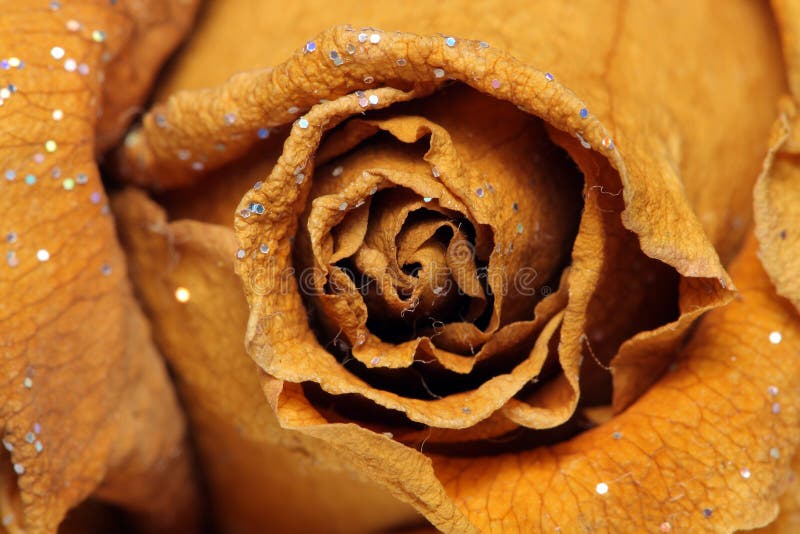 Rose marchitada imagen de archivo. Imagen de cubo, aislado - 7496911