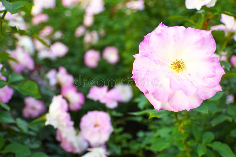 Rose Matilda foto de archivo. Imagen de débil, florecimiento - 98092244